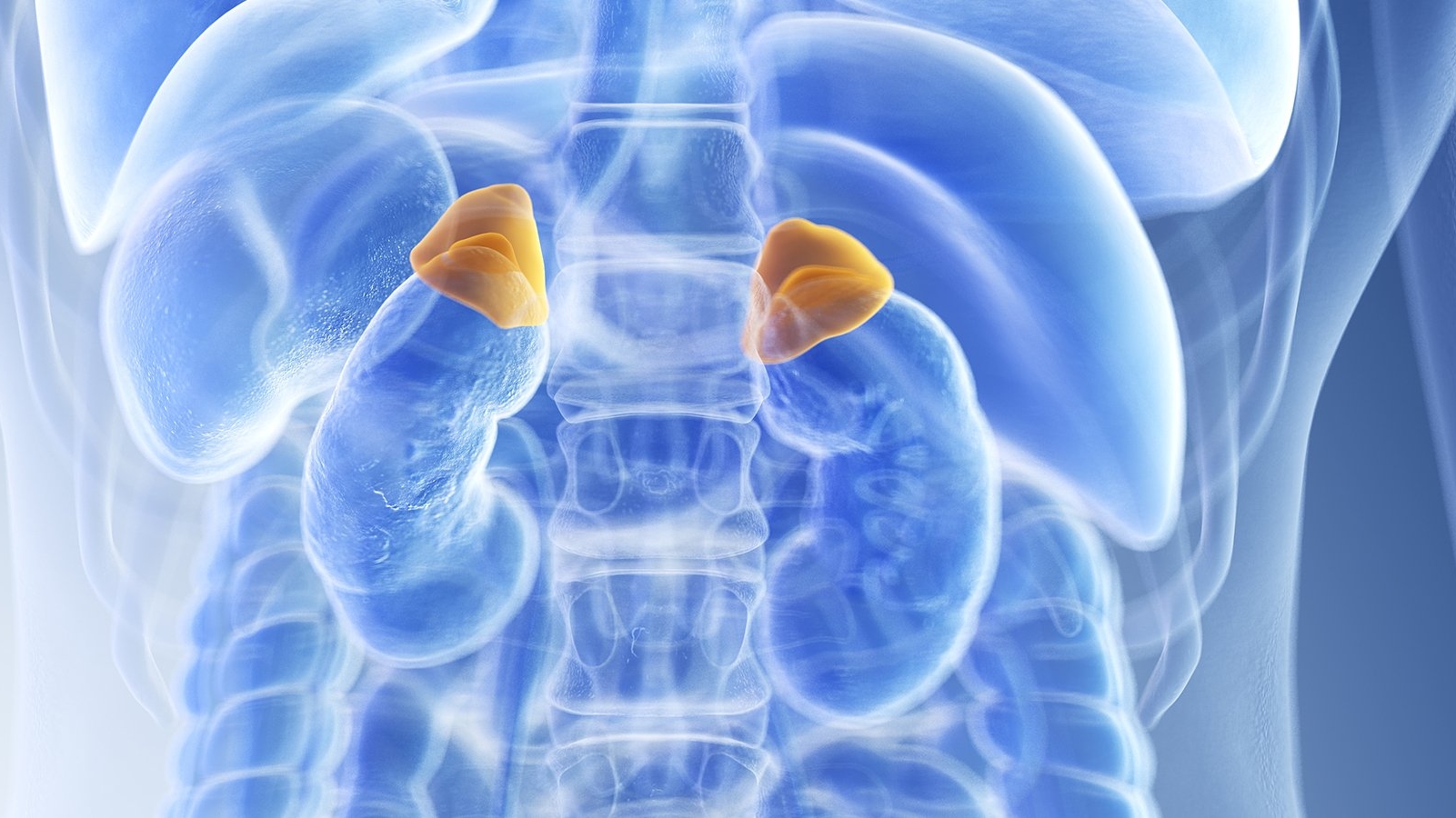 Μέλη - Τμήματα - ENDO